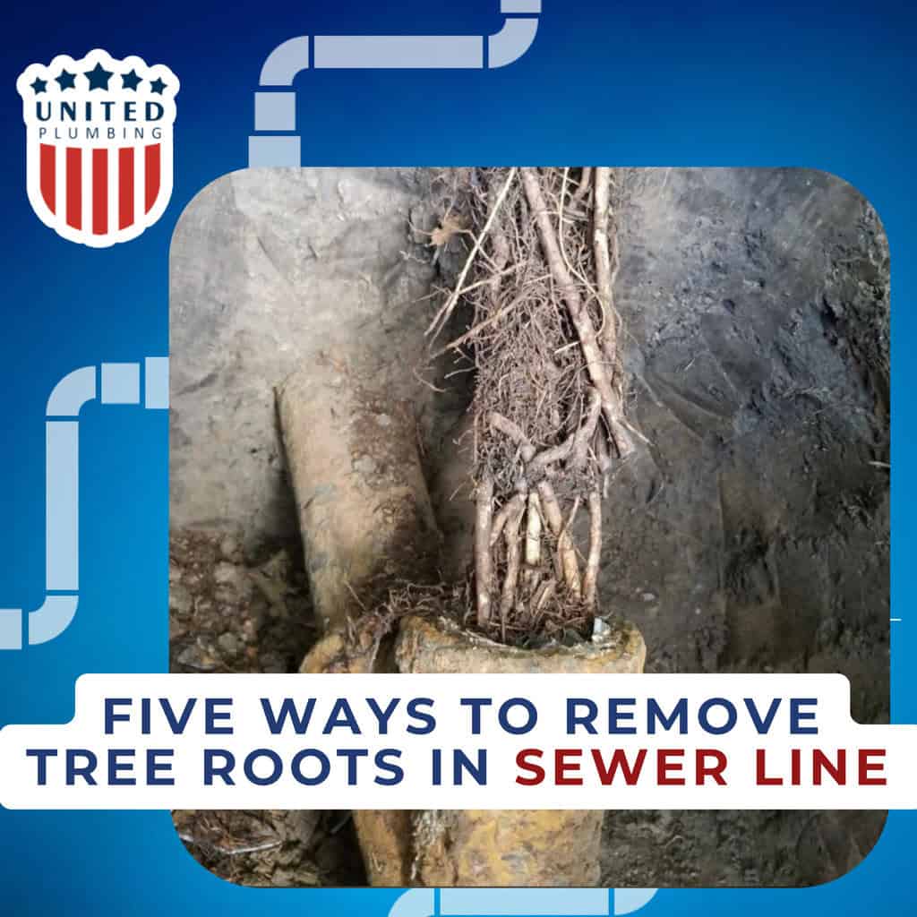Five Ways To Remove Tree Roots In Sewer Line